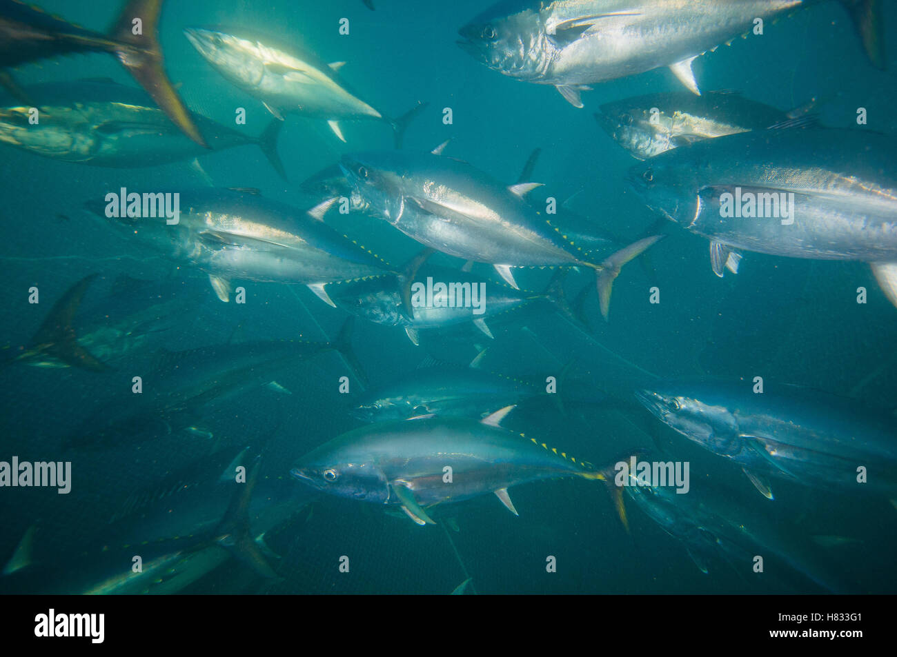 Southern Bluefin Tuna (Thunnus maccoyii) group in aquafarm, Port ...