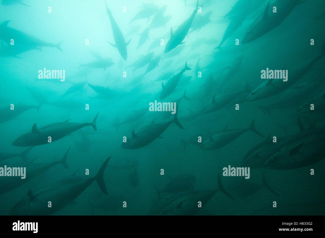 Southern Bluefin Tuna (Thunnus maccoyii) group in aquafarm, Port ...