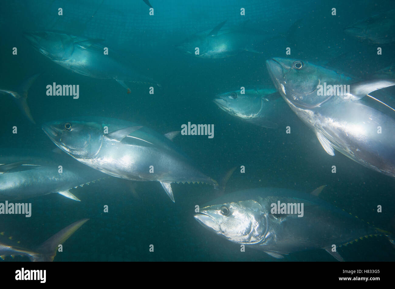 Southern Bluefin Tuna (Thunnus maccoyii) group in aquafarm, Port ...