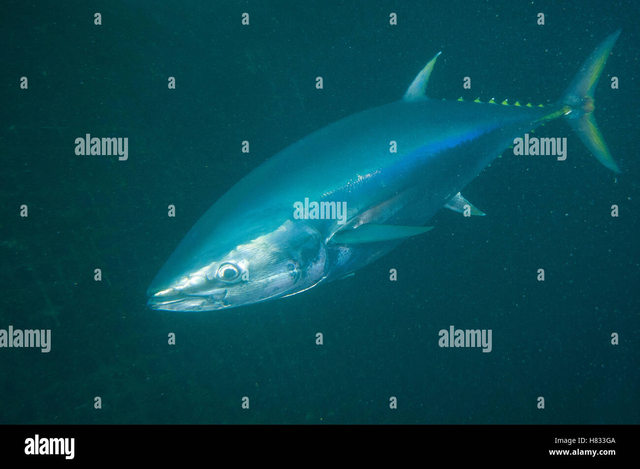 Southern Bluefin Tuna (Thunnus maccoyii) group in aquafarm, Port ...