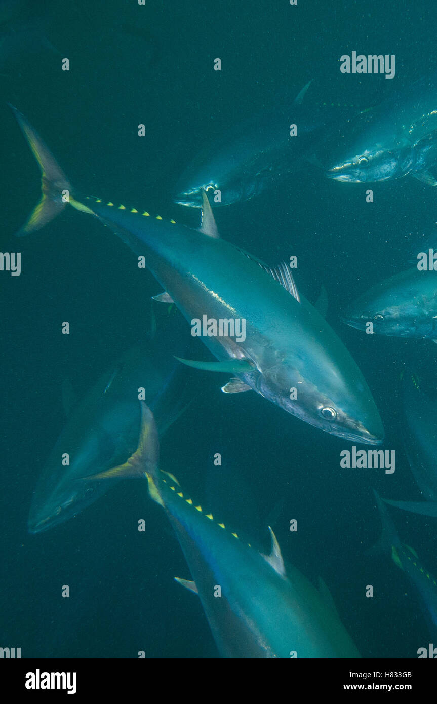 Southern Bluefin Tuna (Thunnus maccoyii) group in aquafarm, Port ...