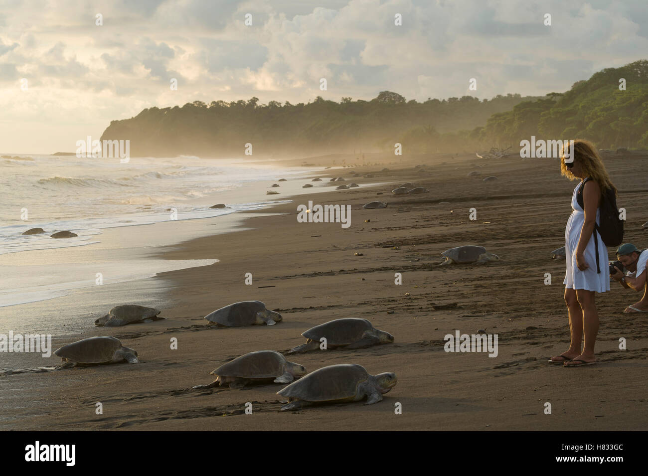 Olive Ridley Sea Turtle (Lepidochelys olivacea) females coming ashore ...