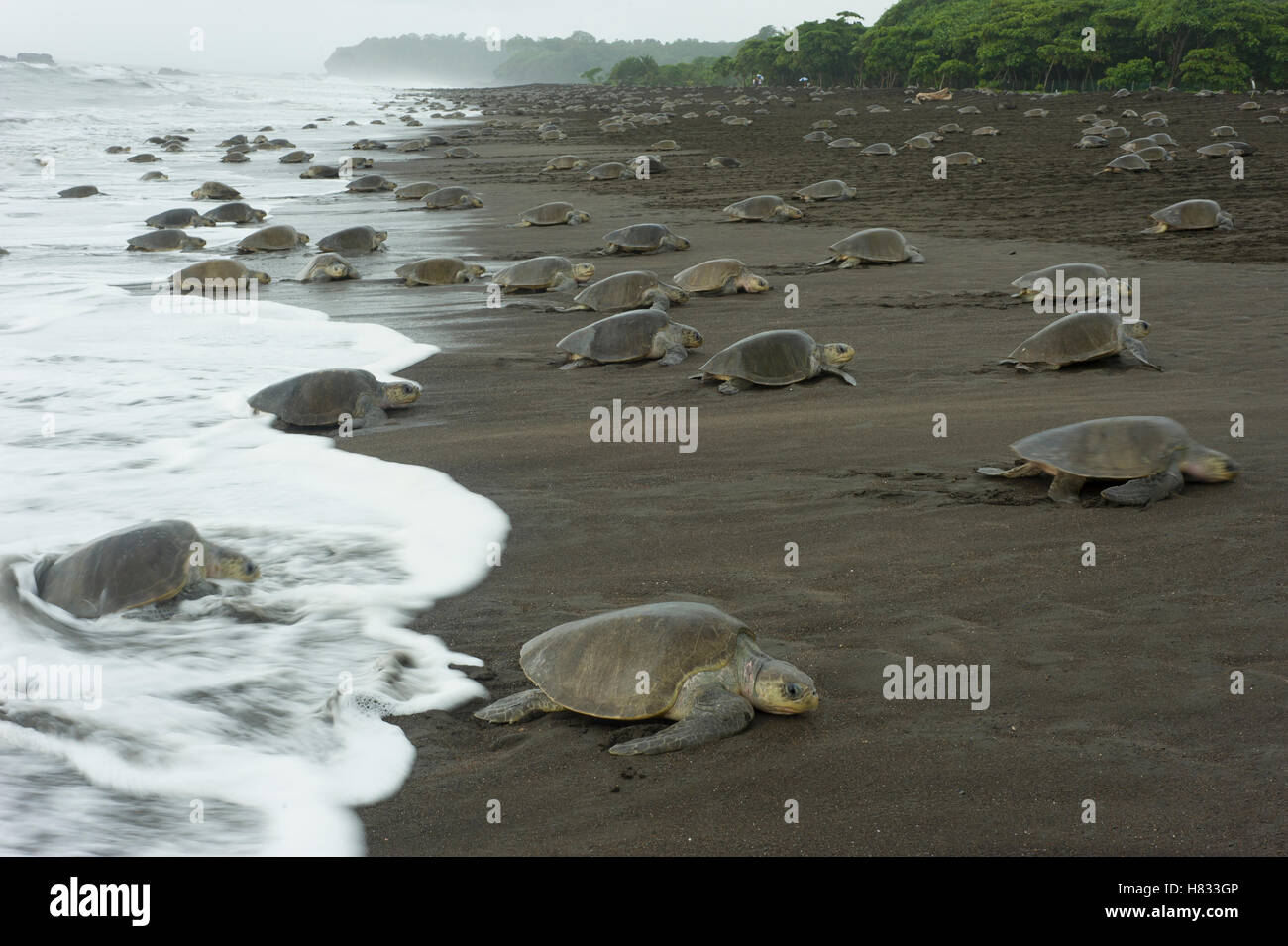 Olive Ridley Sea Turtle (Lepidochelys olivacea) females coming ashore ...