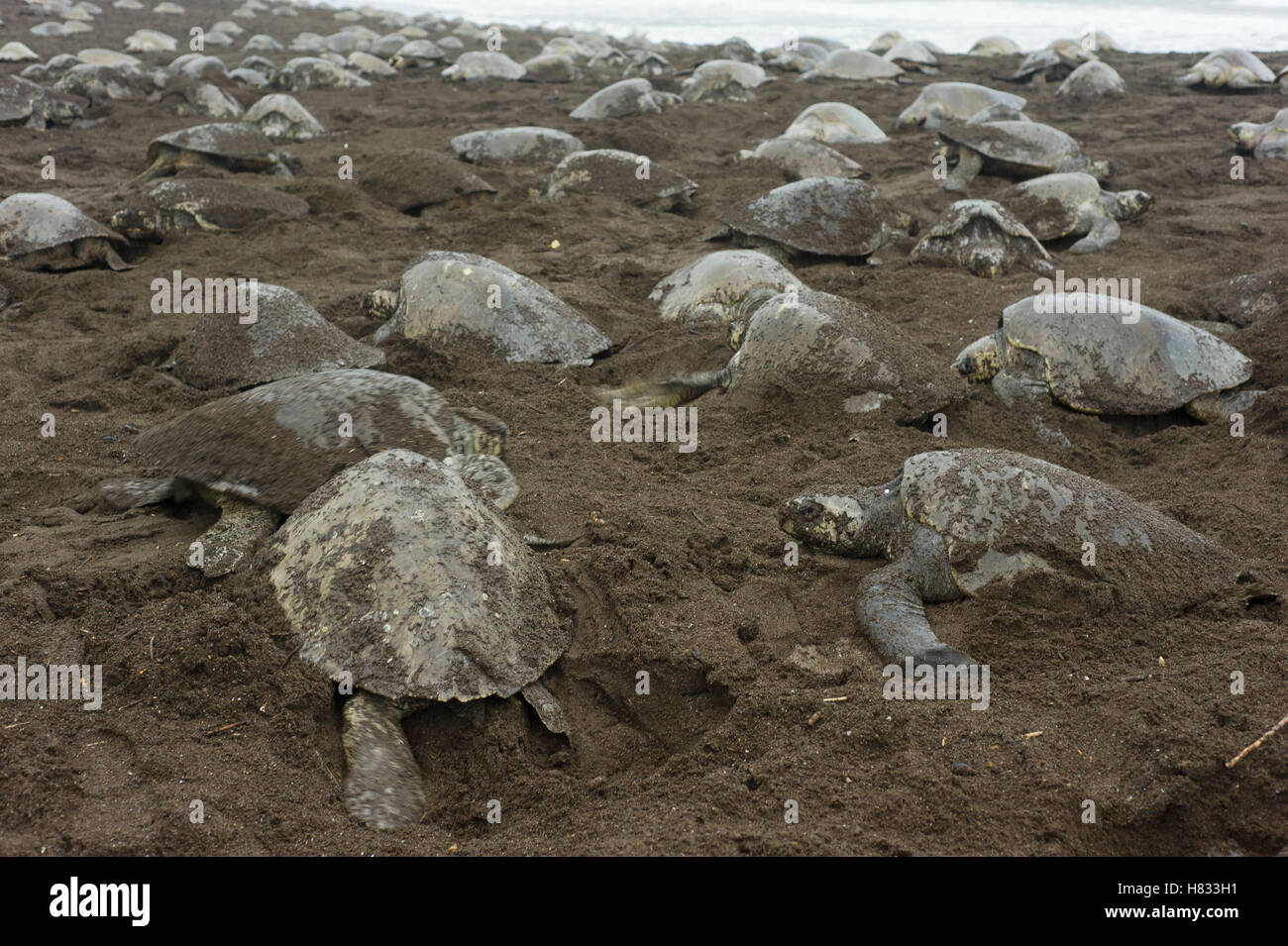 Olive Ridley Sea Turtle (Lepidochelys olivacea) females nesting during ...
