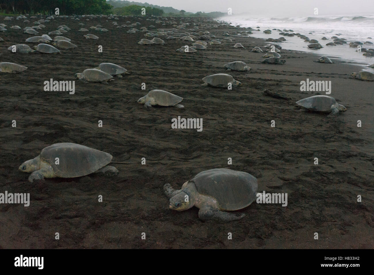 Olive Ridley Sea Turtle (Lepidochelys olivacea) females coming ashore and returning to sea ...