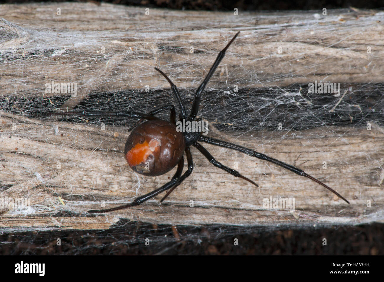 Redback Spider (Latrodectus hasselti) on web, Australian Reptile Park ...