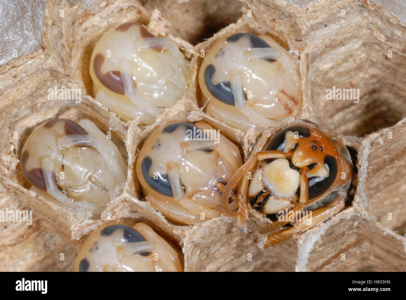 European Hornet (Vespa crabro) worker emerging from brood cell near ...
