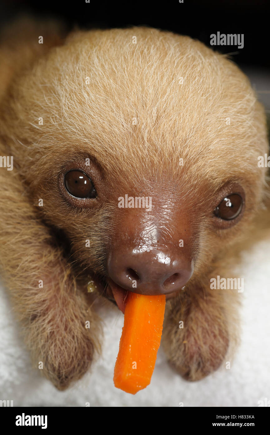 Hoffmann's Two-toed Sloth (Choloepus hoffmanni) orphan feeding on ...