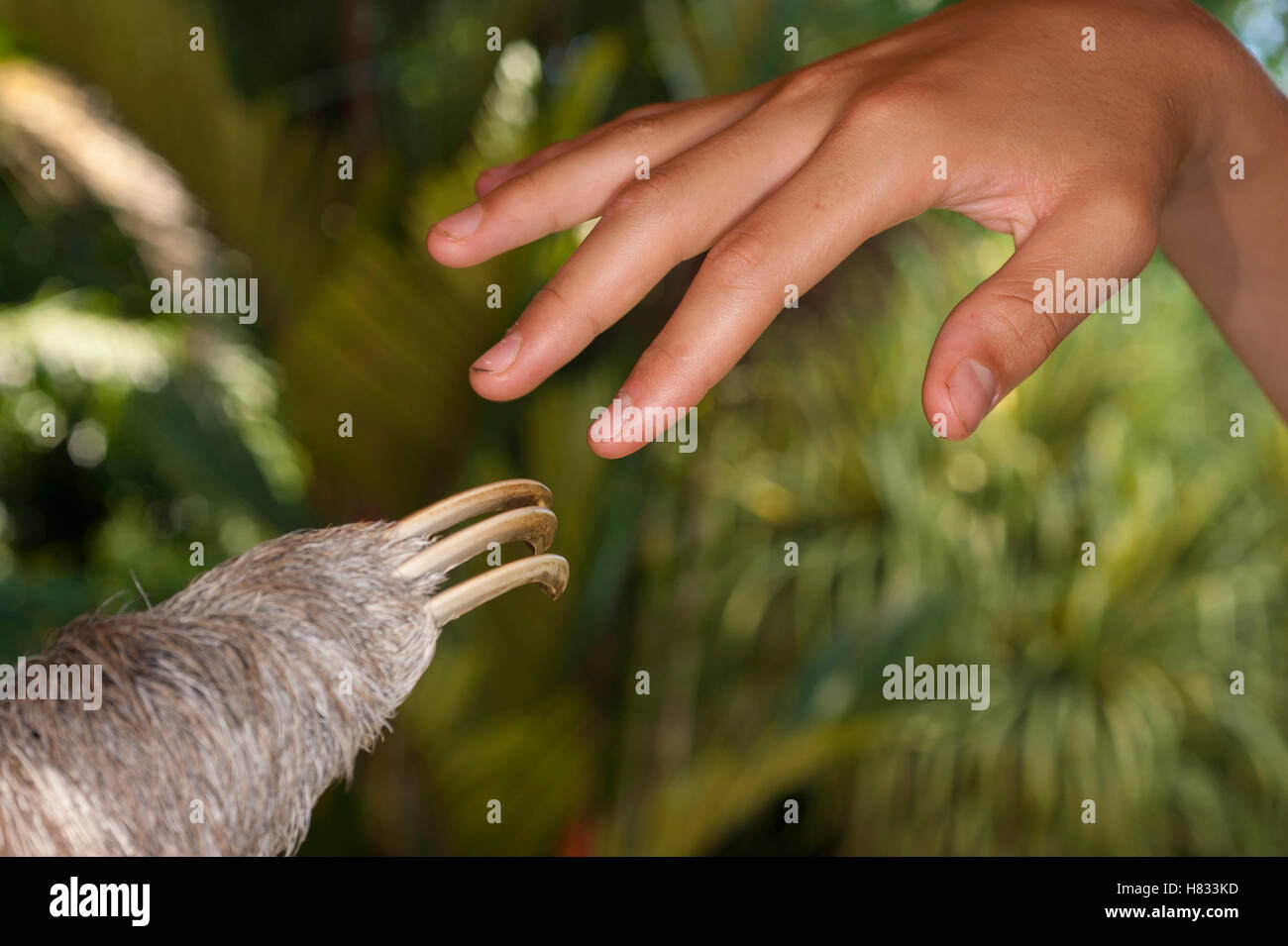 Hoffmann's Two-toed Sloth (Choloepus hoffmanni) hand next to human hand ...