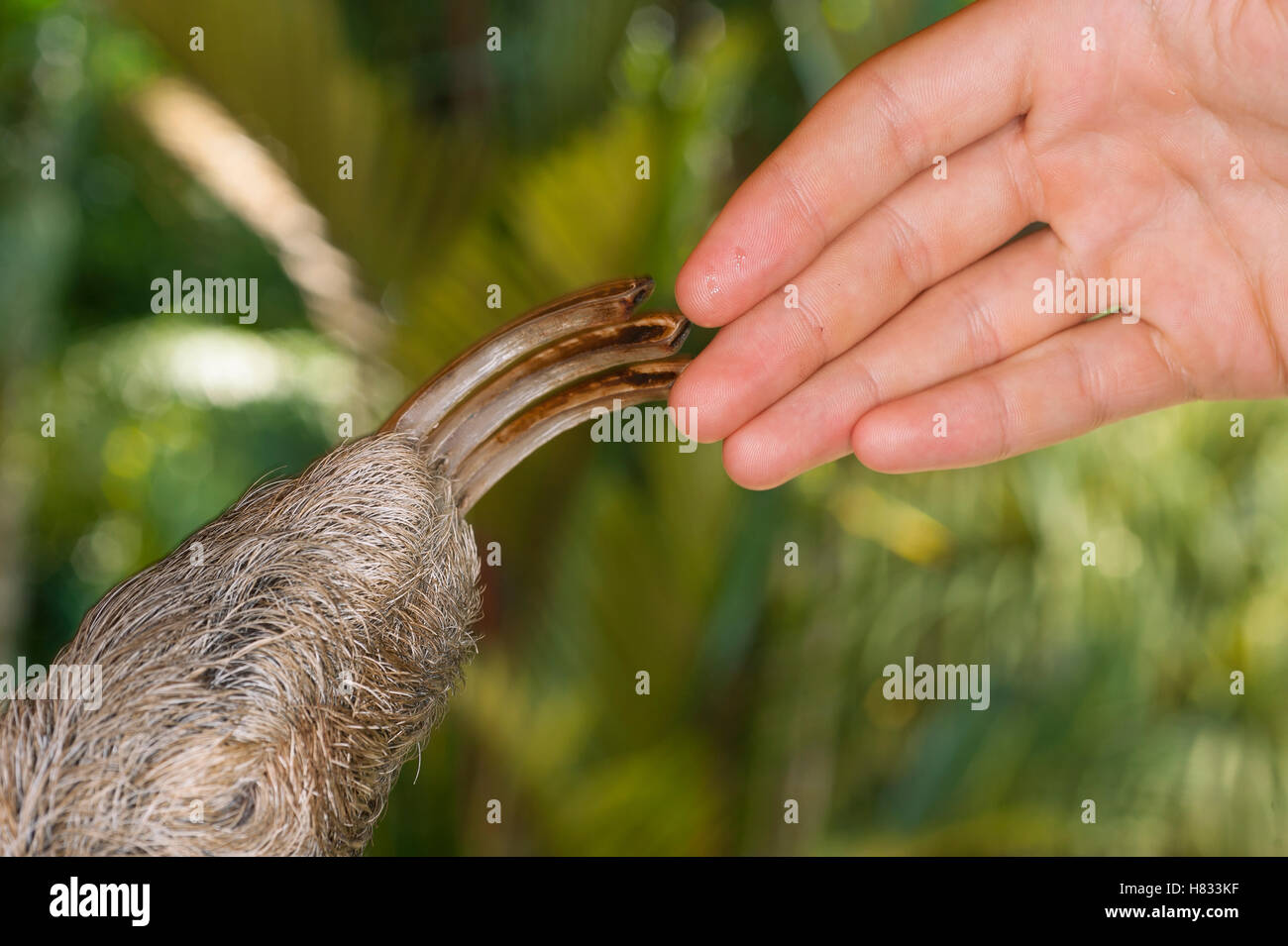 Hoffmann's Two-toed Sloth (Choloepus hoffmanni) hand next to human hand ...
