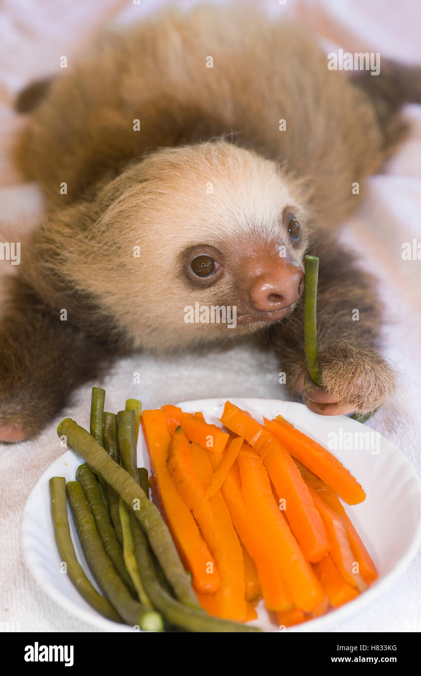 Hoffmann's Two-toed Sloth (Choloepus hoffmanni) orphan feeding on ...