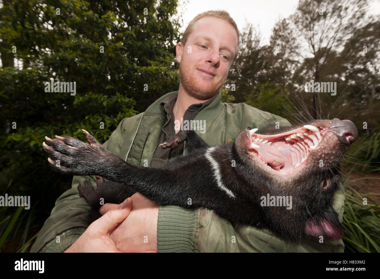 Tasmanian Devil (Sarcophilus harrisii) yearling held by keeper ...