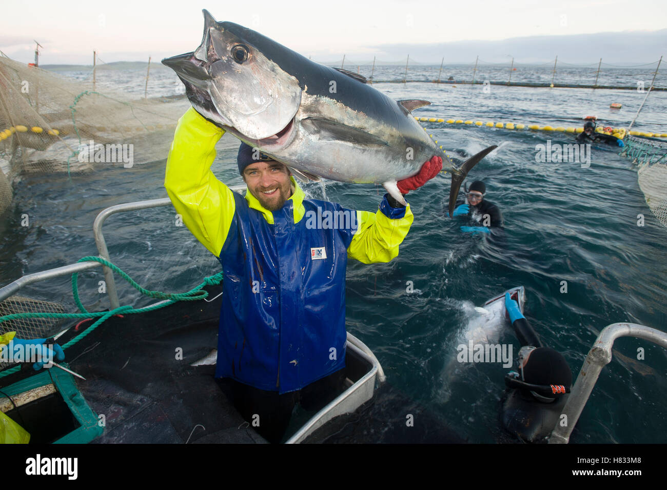 Southern Bluefin Tuna (Thunnus maccoyii) pair being harvested from ...