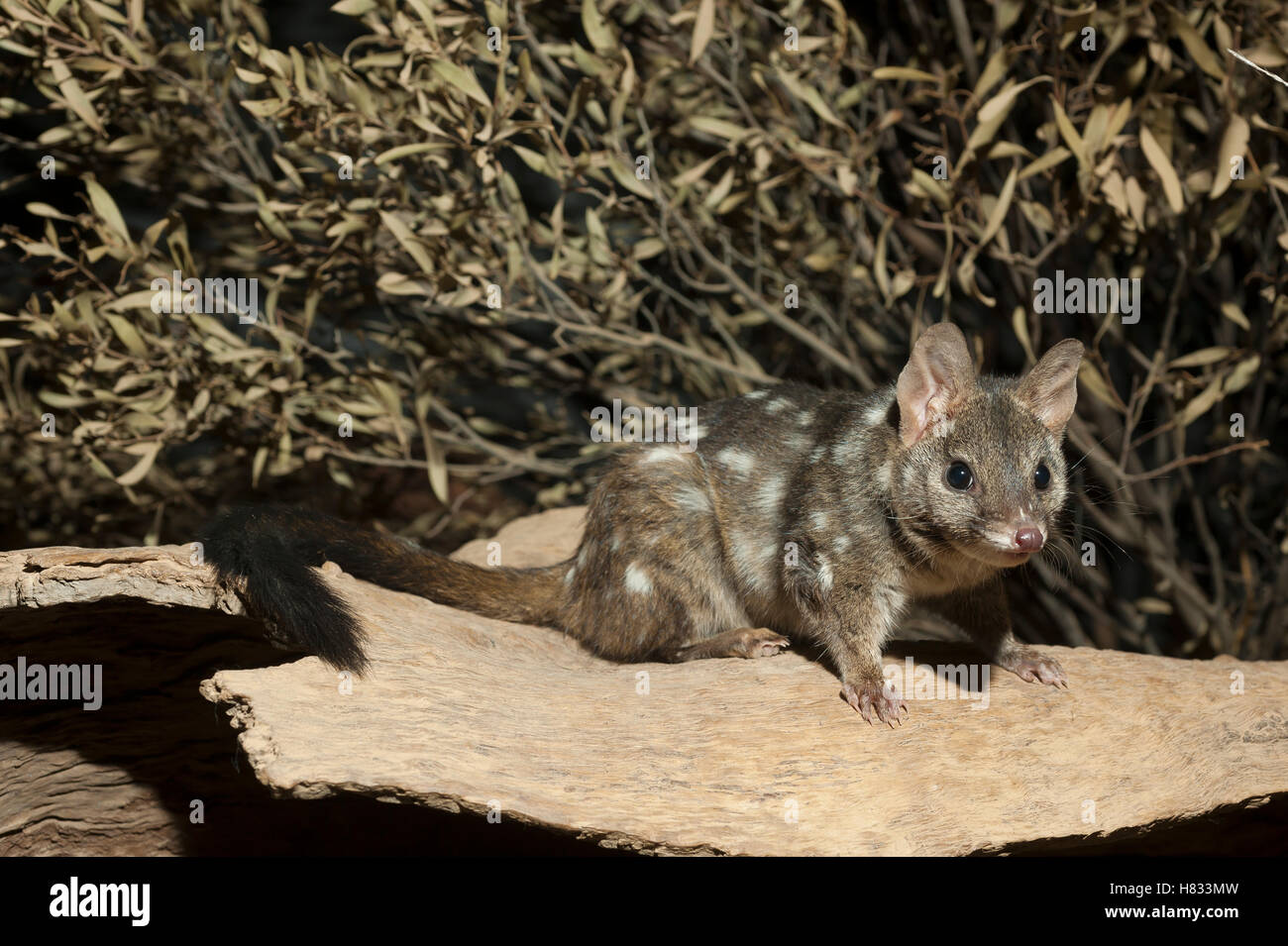 Western Quoll (Dasyurus geoffroii), native to Australia Stock Photo - Alamy
