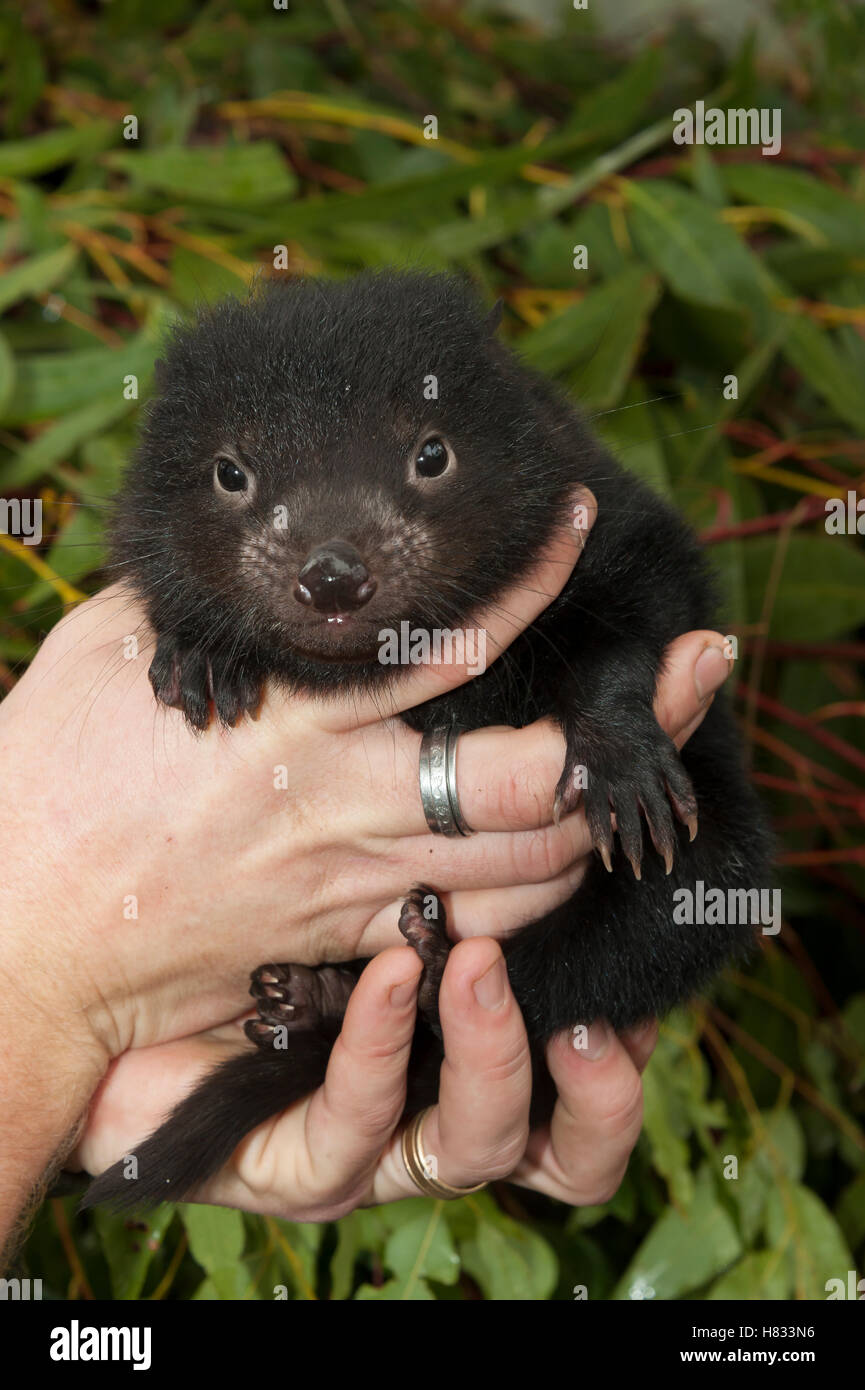 Tasmanian Devil (Sarcophilus harrisii) joey held by keeper, Australian ...