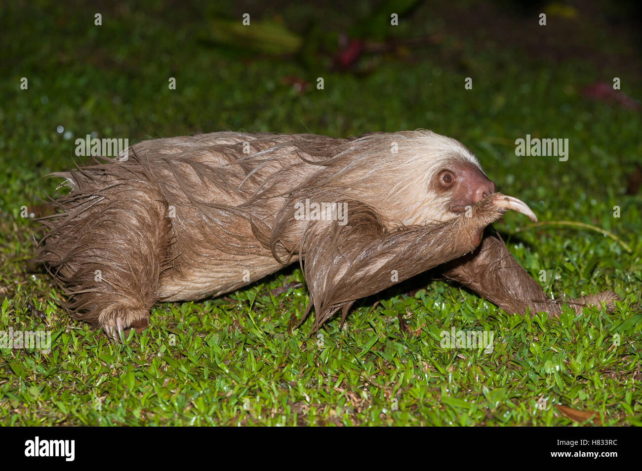 Hoffmann's Two-toed Sloth (Choloepus hoffmanni) juvenile walking on ground, Aviarios Sloth ...