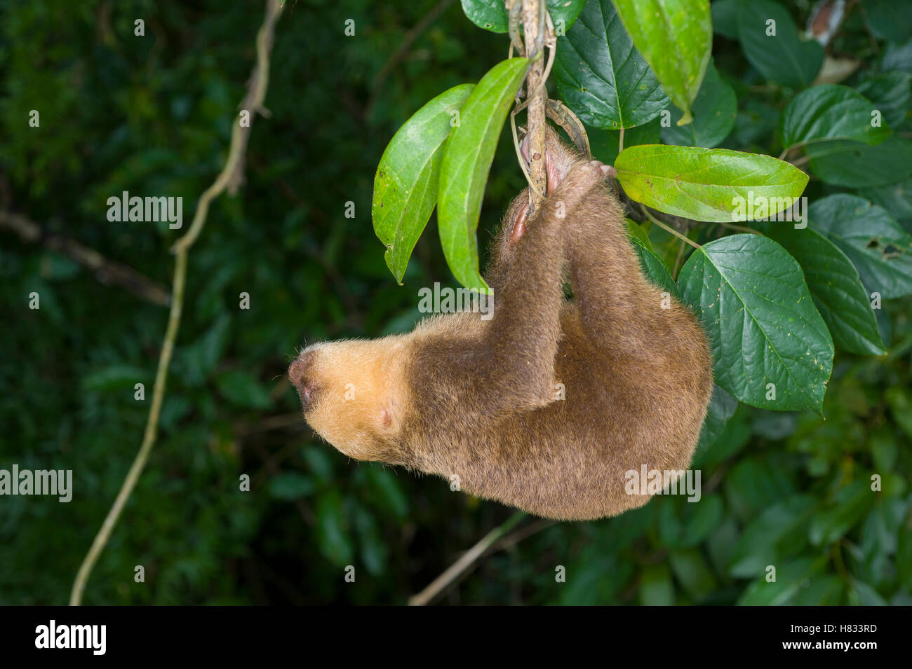 Hoffmann's Two-toed Sloth (Choloepus hoffmanni) baby hanging from ...
