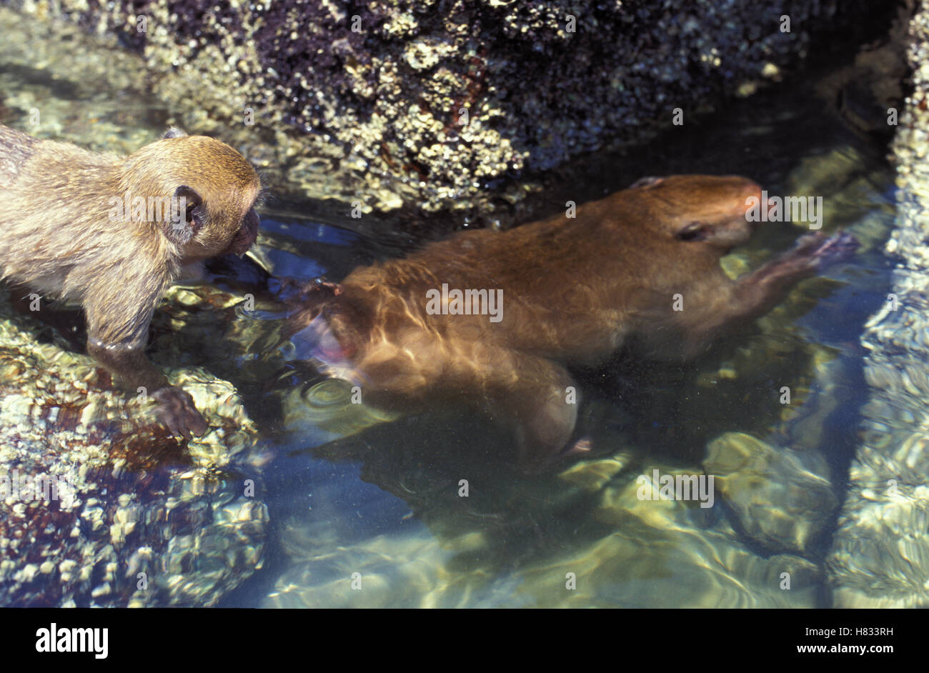 Long-tailed Macaque (Macaca fascicularis) pair hunting for ...