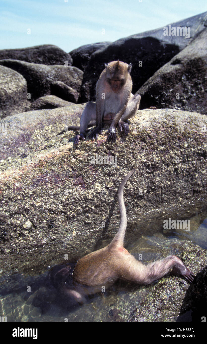 Long-tailed Macaque (Macaca fascicularis) pair hunting for ...