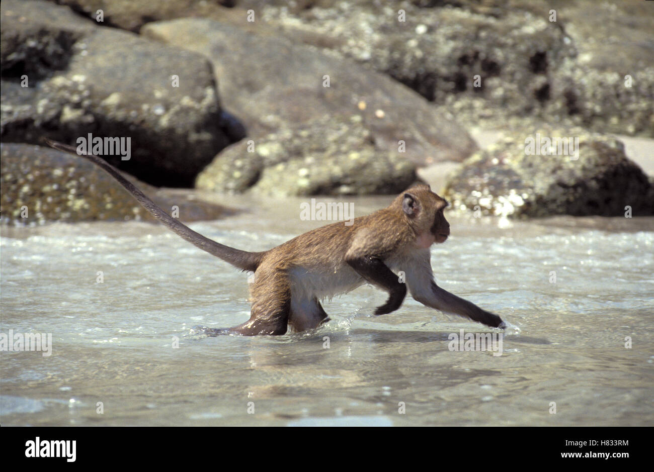 Long-tailed Macaque (Macaca fascicularis) running through water ...