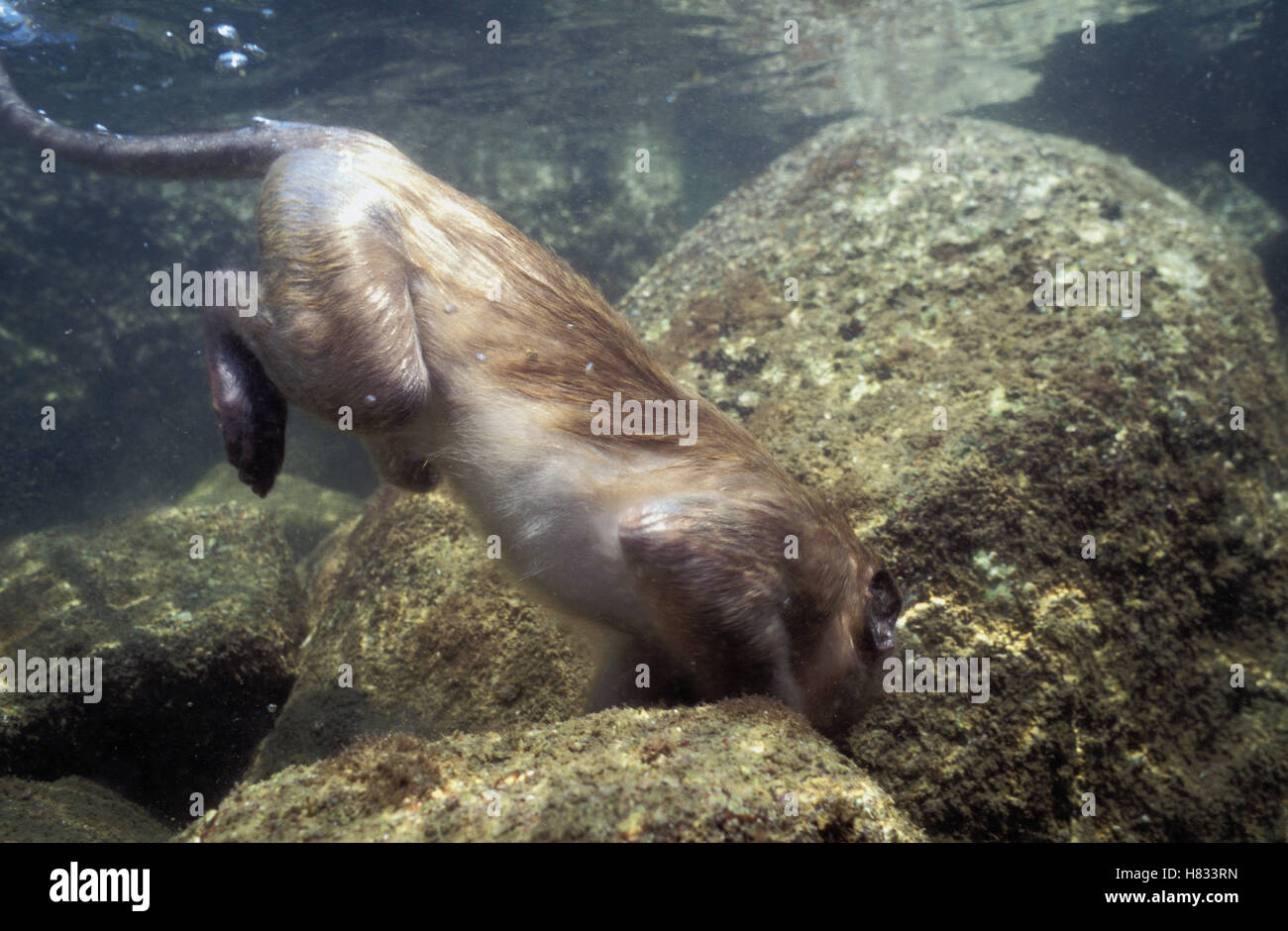 Long-tailed Macaque (Macaca fascicularis) hunting for invertebrates ...