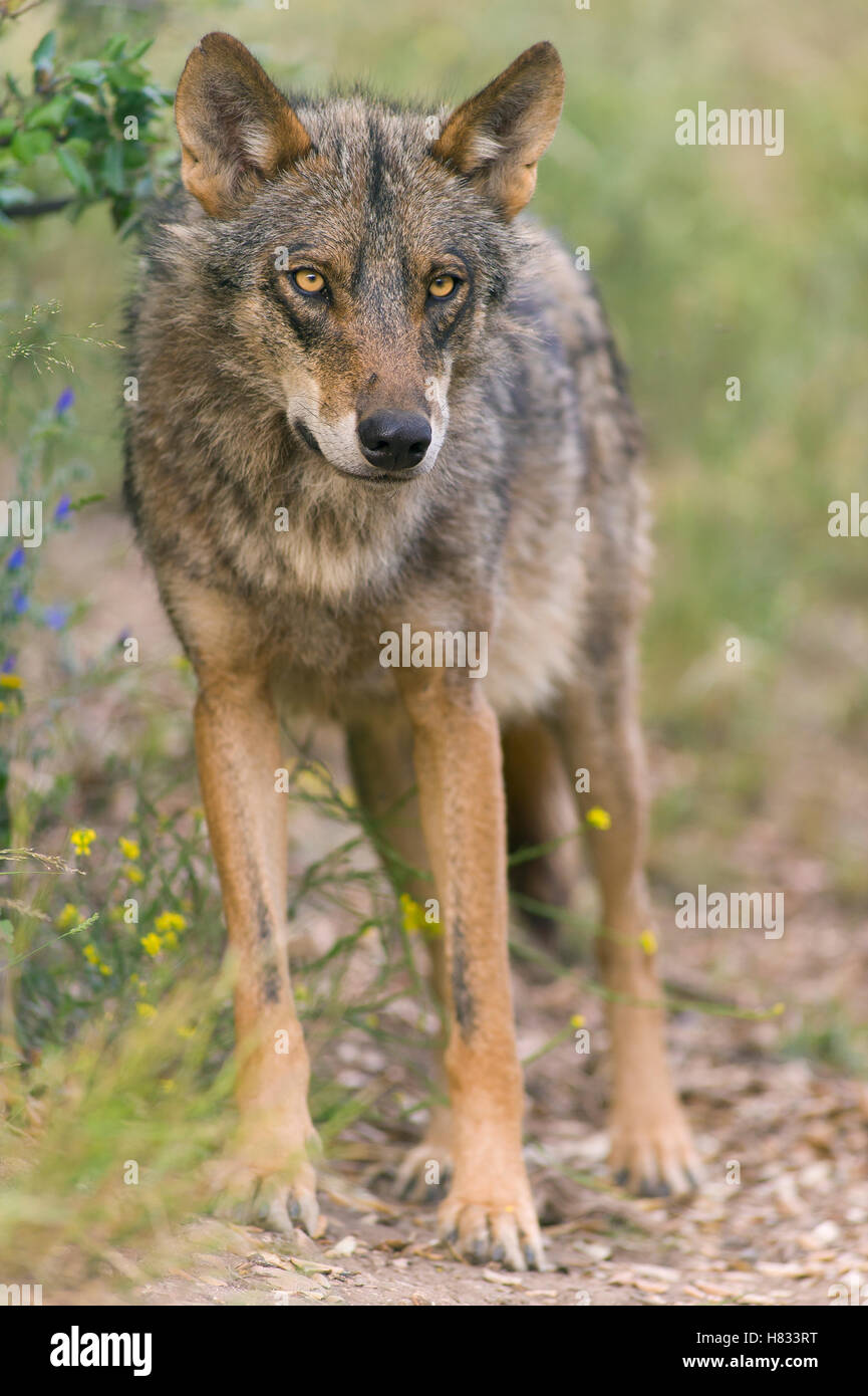 Iberian Wolf (Canis lupus signatus), native to Europe Stock Photo - Alamy