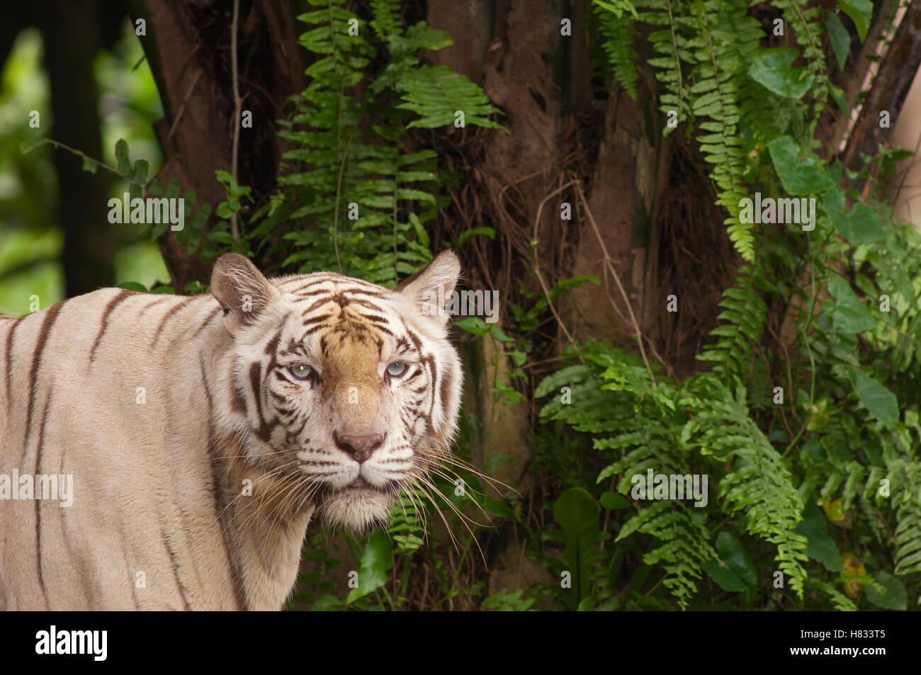 Bengal Tiger (Panthera tigris tigris) white morph, native to Asia Stock ...