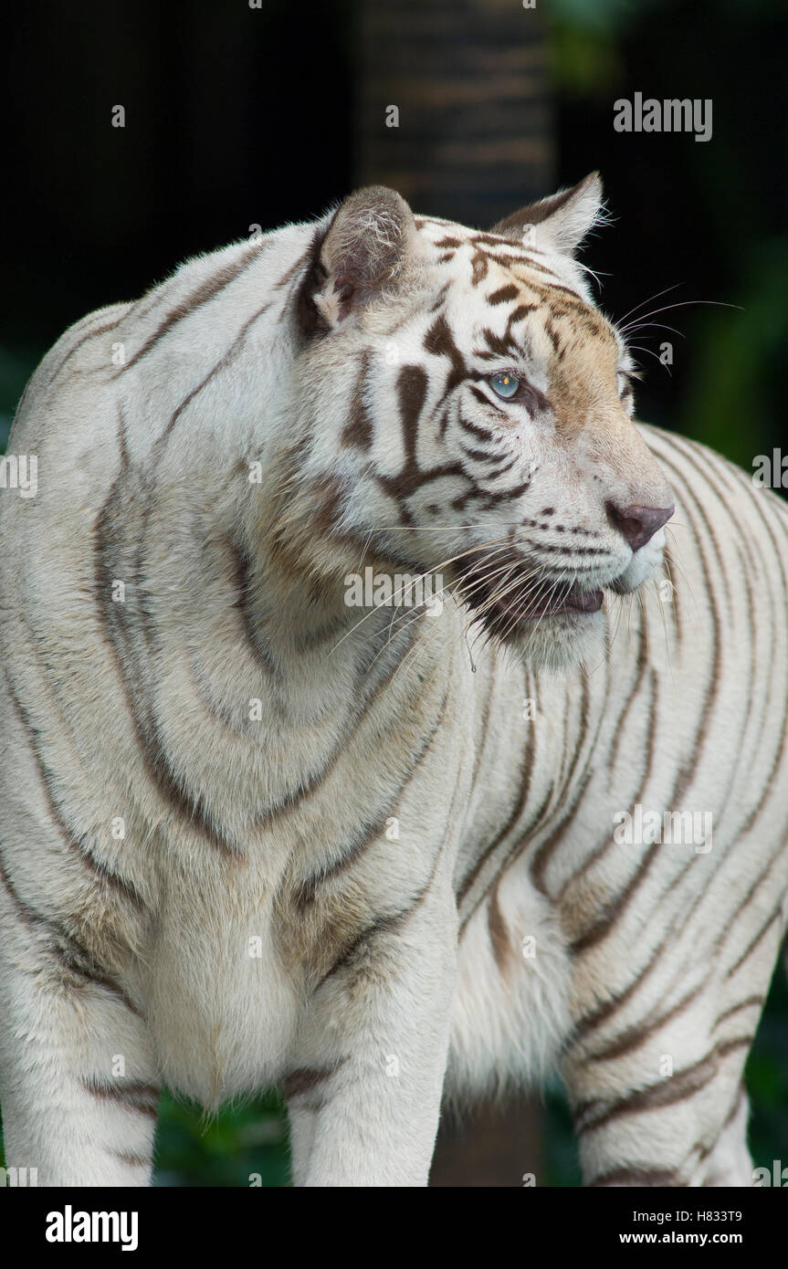 Bengal Tiger (Panthera tigris tigris) white morph, native to Asia Stock ...