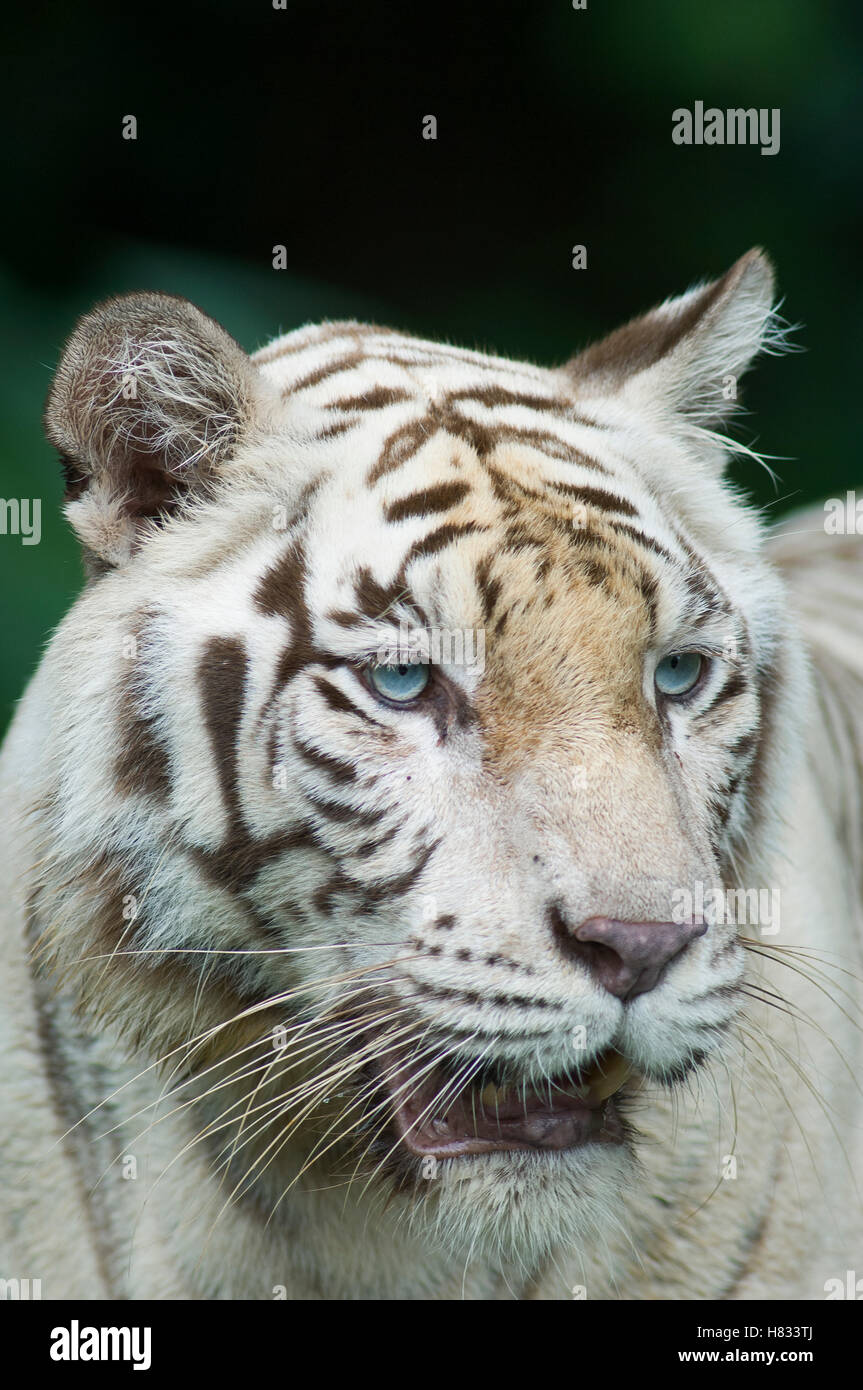 Bengal Tiger (Panthera tigris tigris) white morph, native to Asia Stock ...