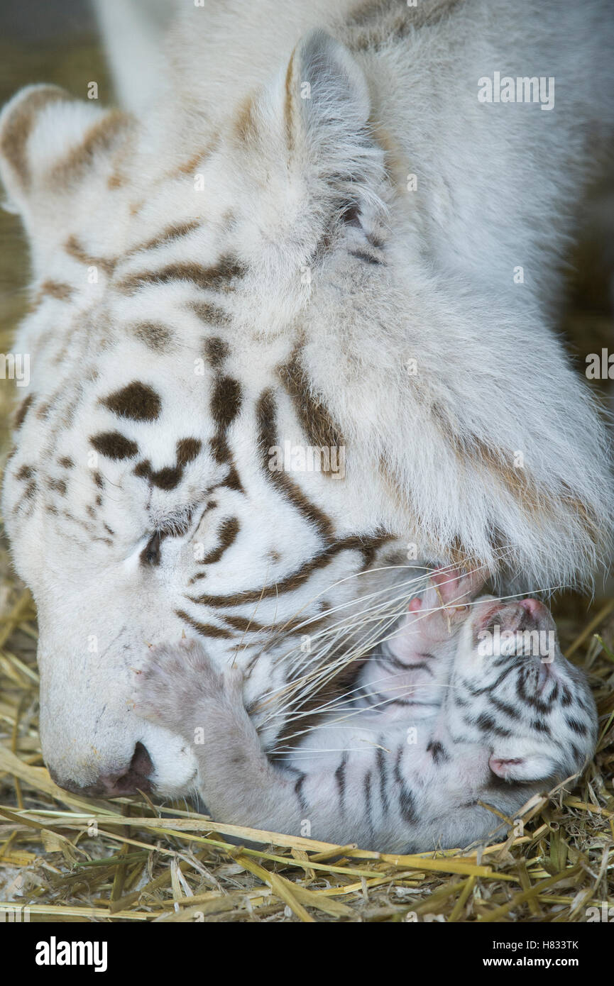 Bengal Tiger (Panthera tigris tigris) white morph mother picking up cub ...