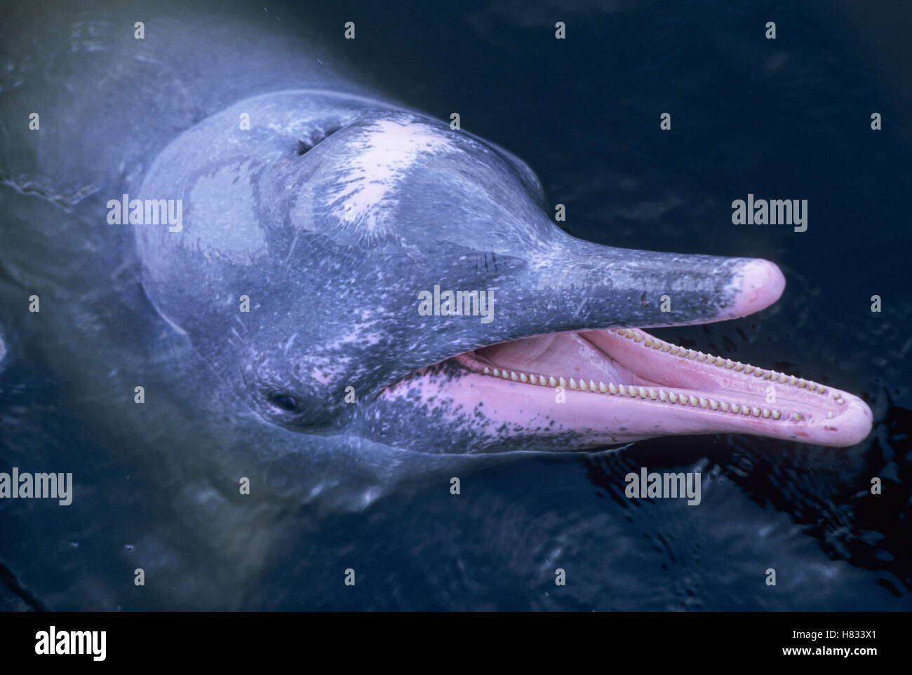 Indo-Pacific Humpbacked Dolphin (Sousa chinensis) at surface, Thailand ...