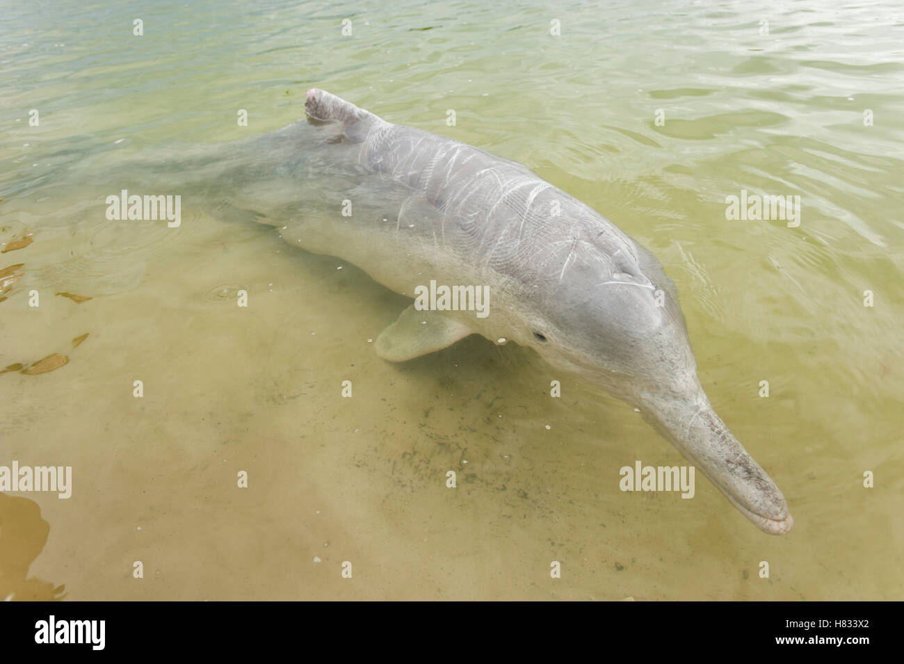 Indo-Pacific Humpbacked Dolphin (Sousa chinensis) in shallow water ...