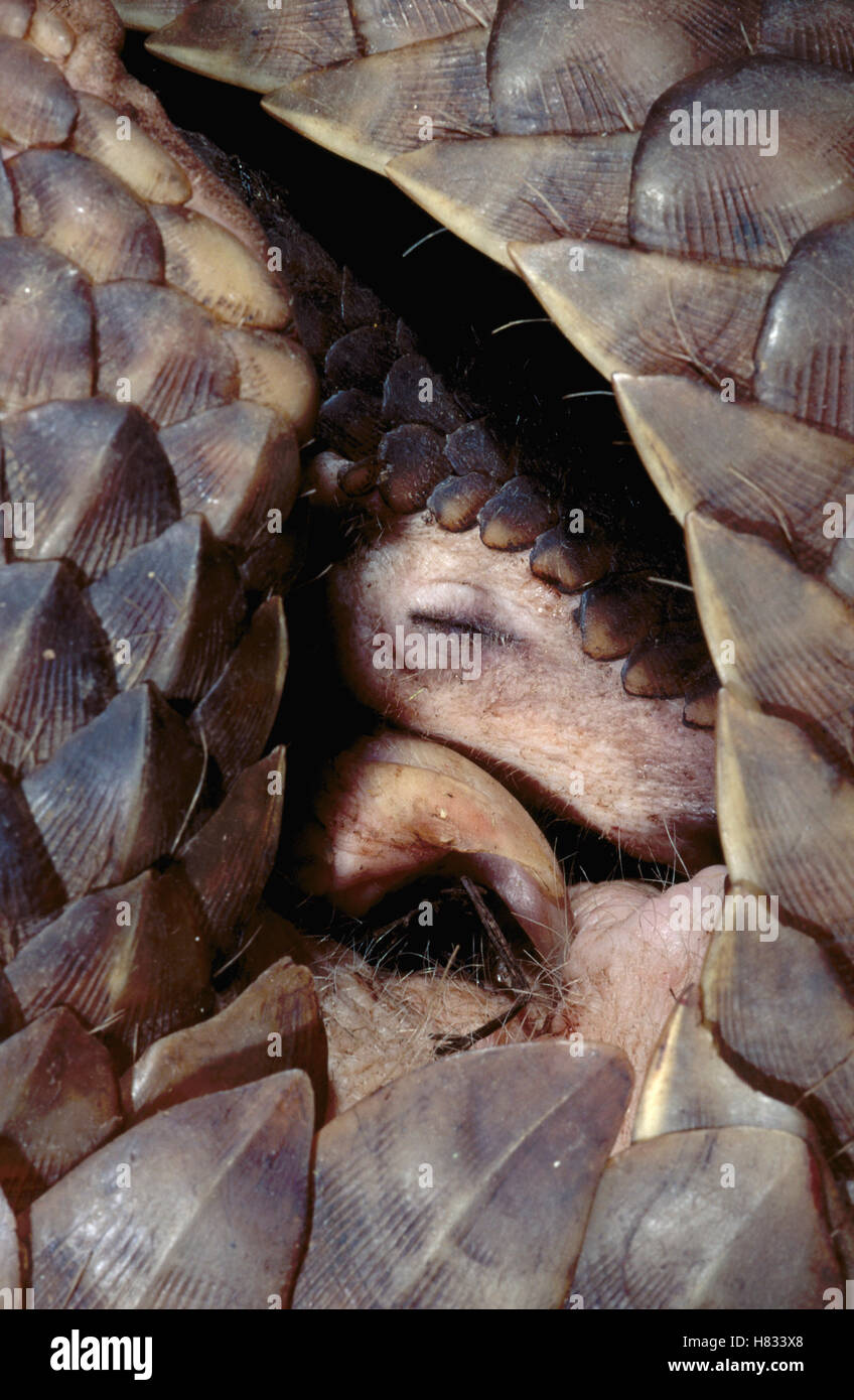 Malayan Pangolin (Manis javanica) sleeping, southeast Asia Stock Photo ...