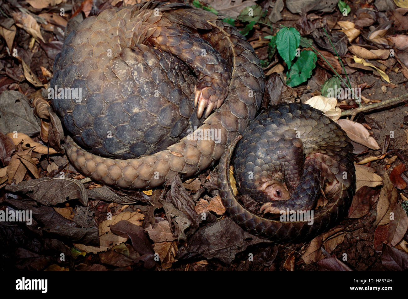Malayan Pangolin (Manis javanica) mother and young in defensive ...