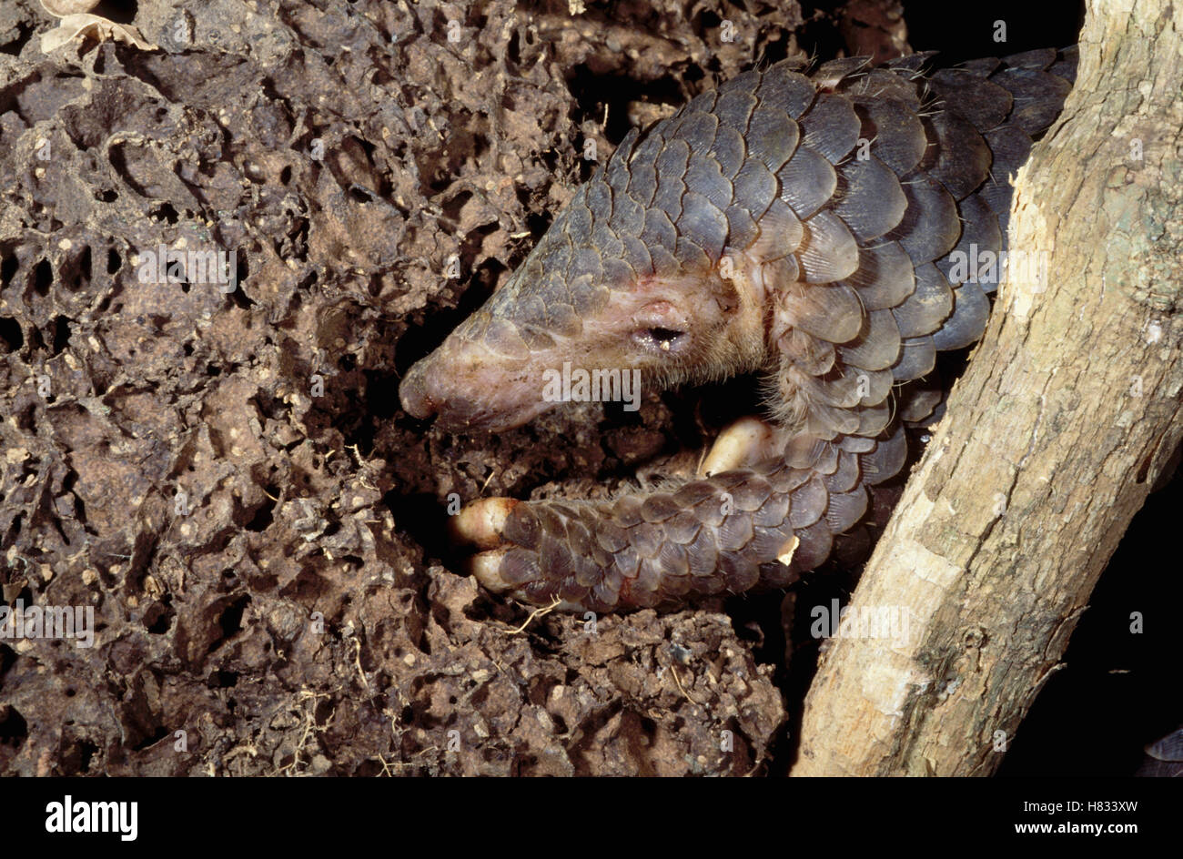 Malayan Pangolin (Manis javanica) foraging for termites, southeast Asia ...