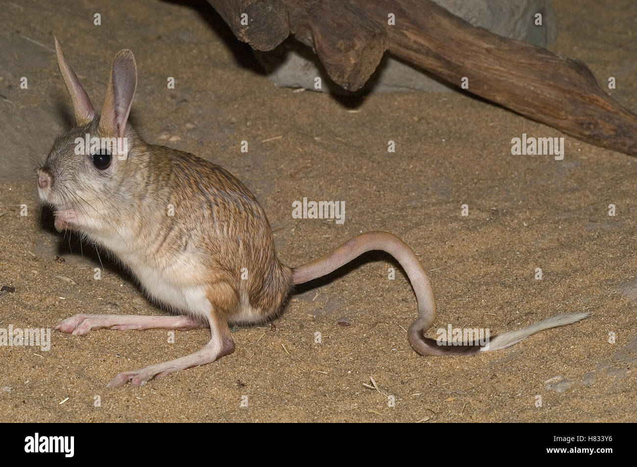 Great Jerboa (Allactaga major), native to Asia Stock Photo - Alamy