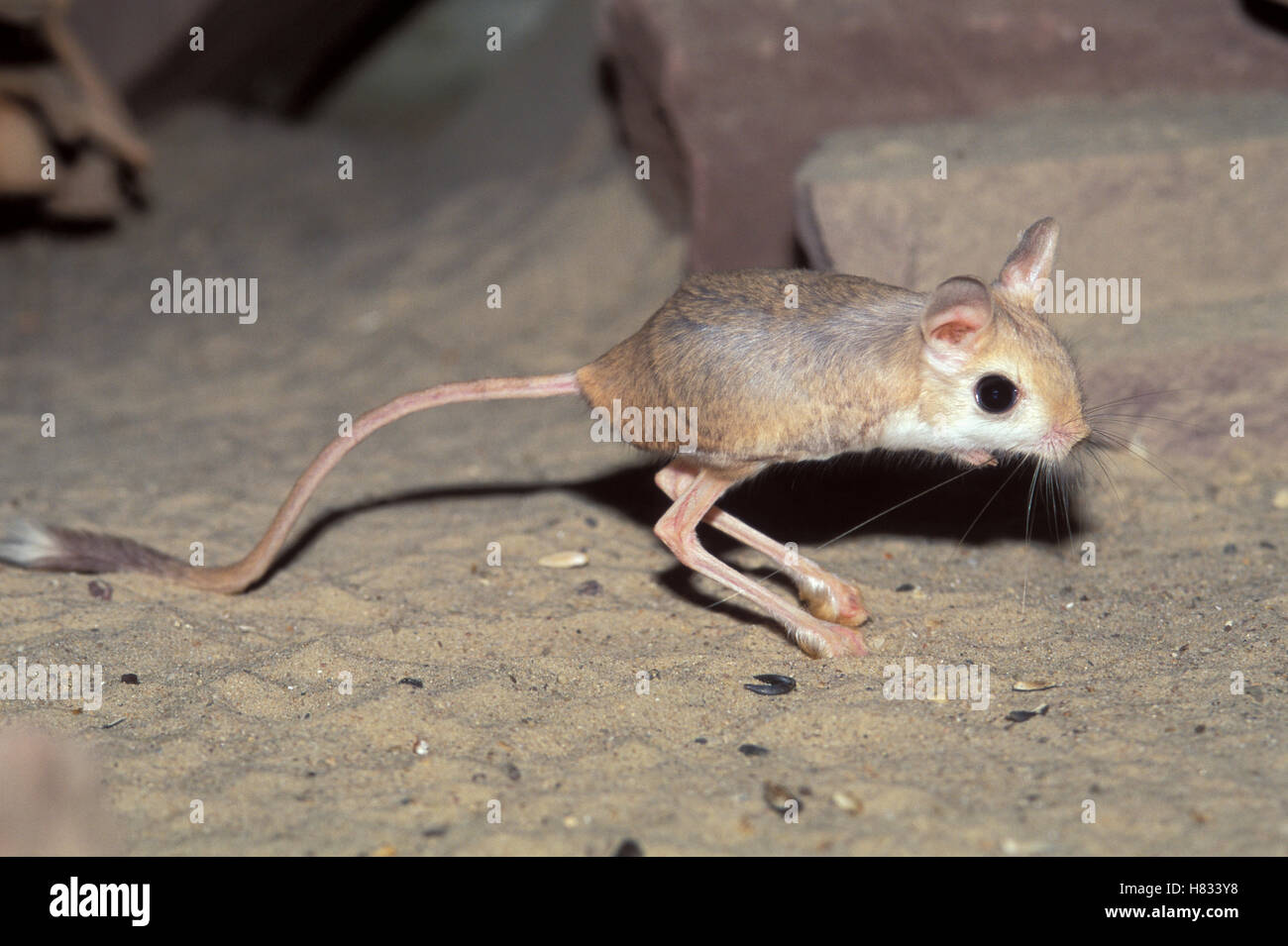 Lesser Egyptian Jerboa (Jaculus jaculus) jumping, native to Africa and ...