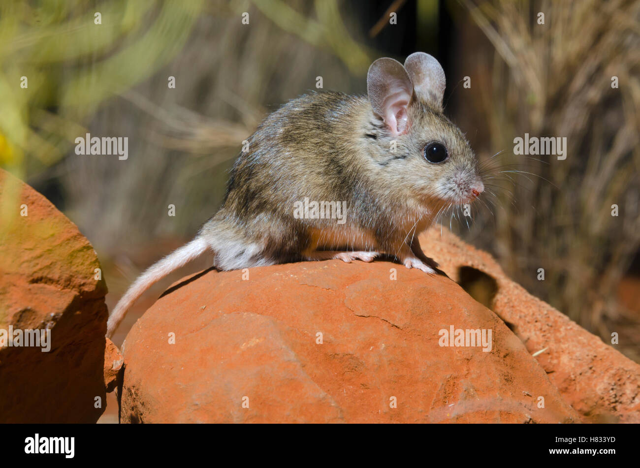 Plains Mouse (Pseudomys australis), native to Australia Stock Photo - Alamy