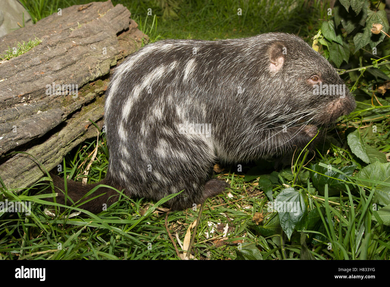 Branick's Giant Rat (Dinomys branickii) feeding on vegetation, native ...