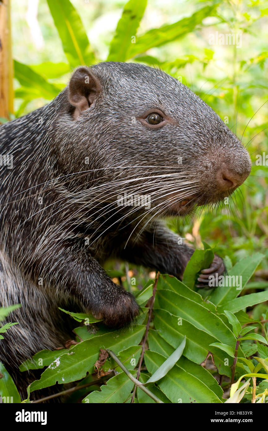 Branick's Giant Rat (Dinomys branickii) feeding on vegetation, native ...