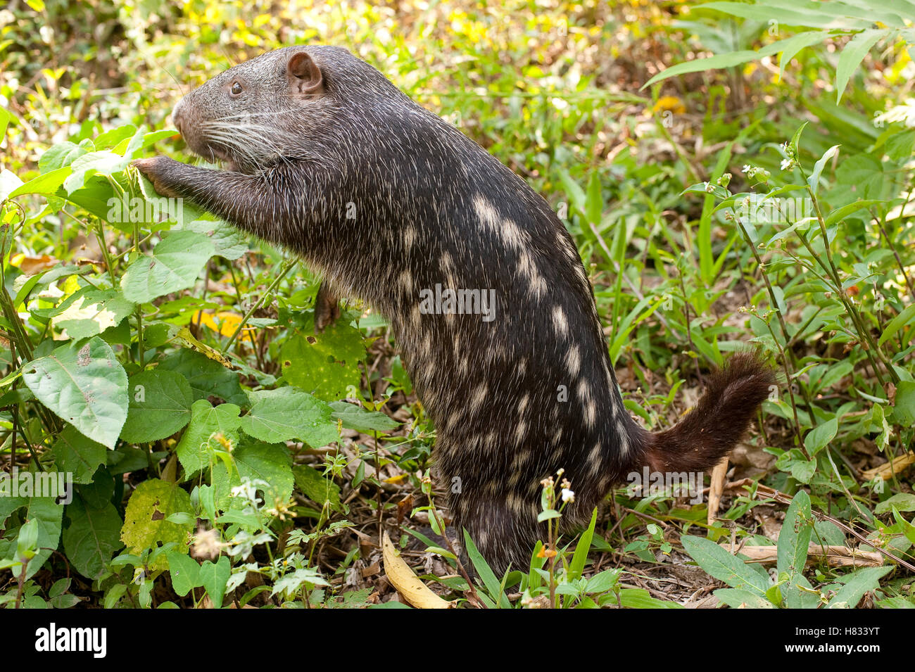Branick's Giant Rat (Dinomys branickii) feeding on vegetation, native ...