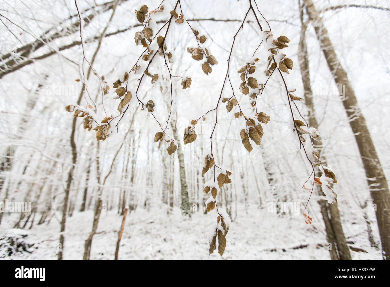 Deciduous forest in winter, France Stock Photo - Alamy