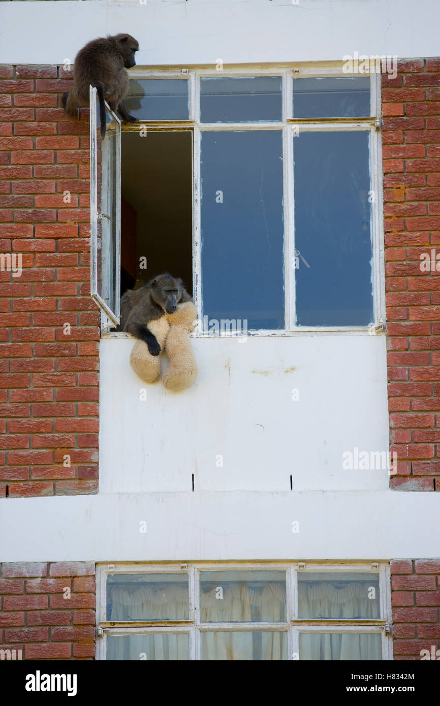 Chacma Baboon (Papio ursinus) playing with teddy bear toy in building ...