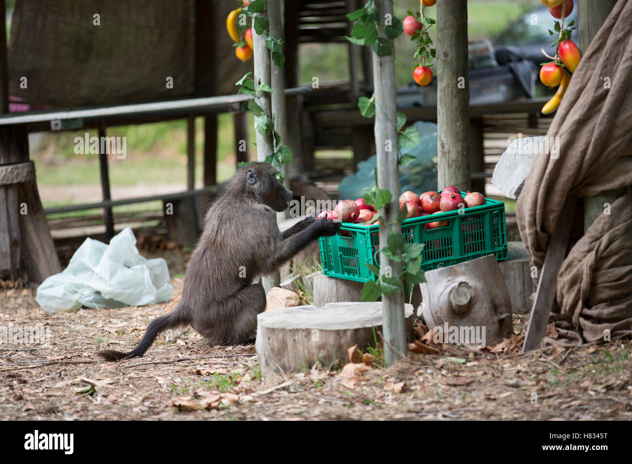 Chacma Baboon (Papio ursinus) stealing fruit from market, South Africa ...