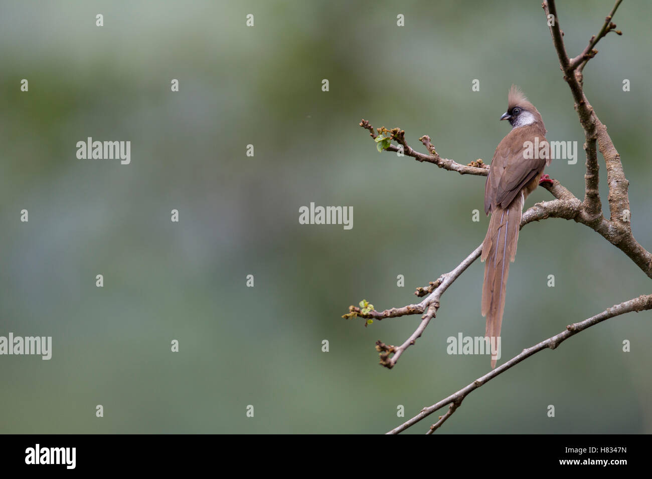 Speckled Mousebird (Colius striatus), Ruvubu National Park, Burundi ...