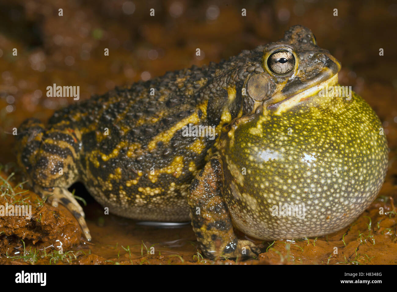Panther Toad (Bufo regularis) male calling, Ruvubu National Park ...