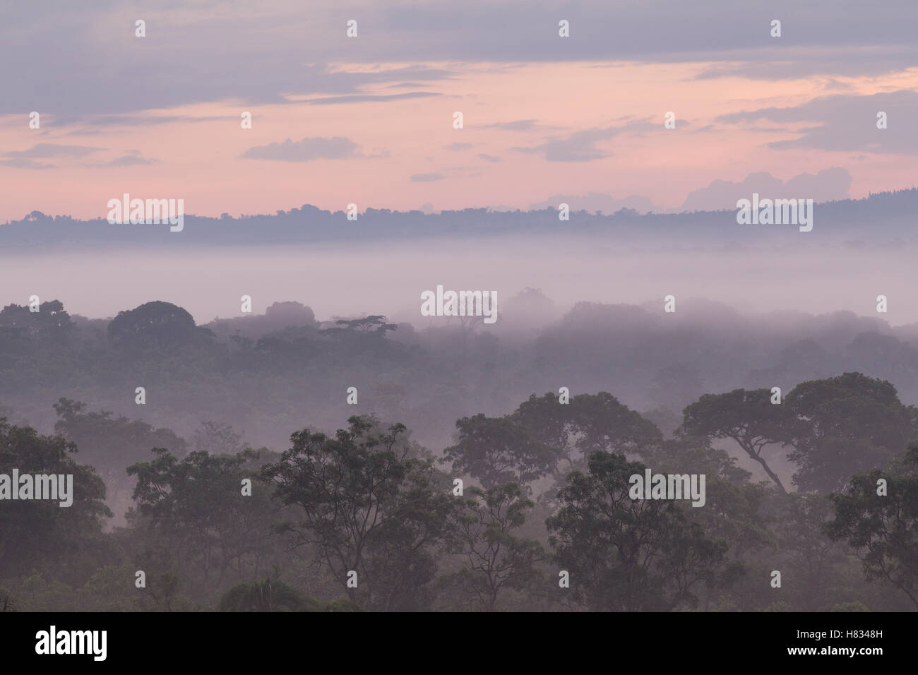 Gallery forest in mist, Ruvubu National Park, Burundi Stock Photo - Alamy