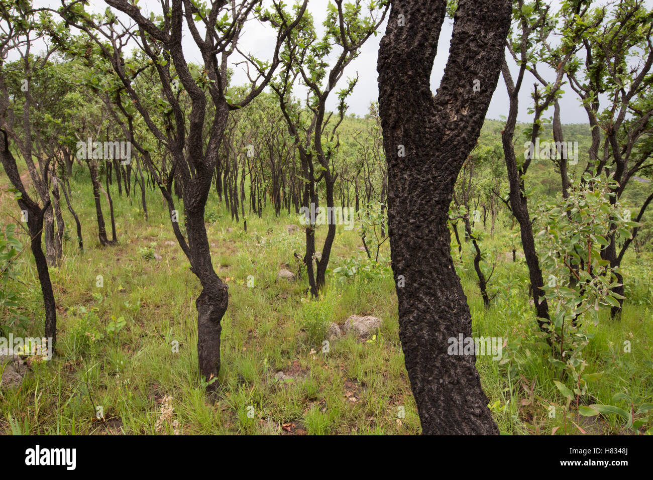 Gallery forest after bush fire, Ruvubu National Park, Burundi Stock ...