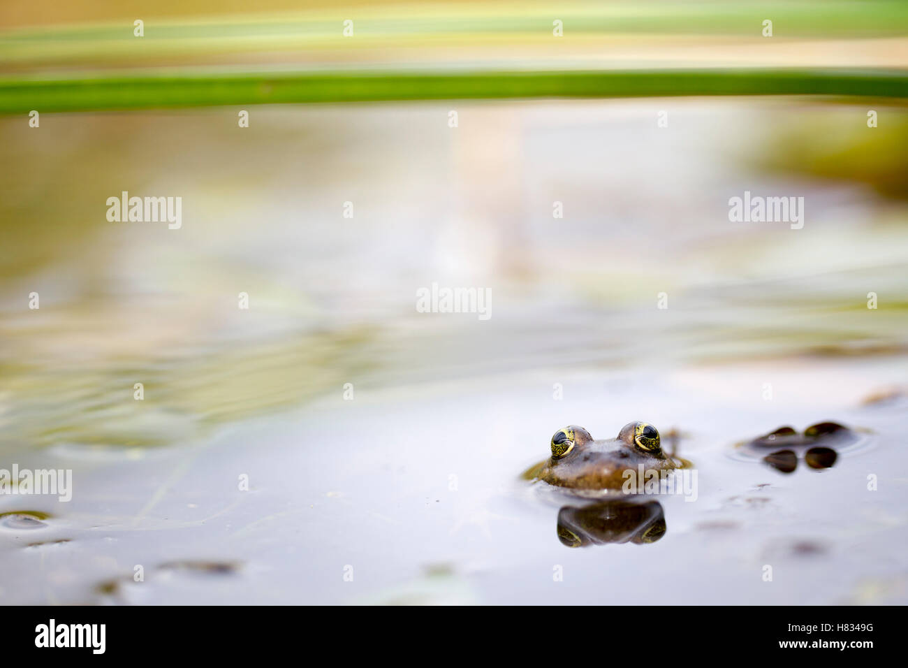 Oregon Spotted Frog (Rana pretiosa) at surface, Washington Stock Photo ...