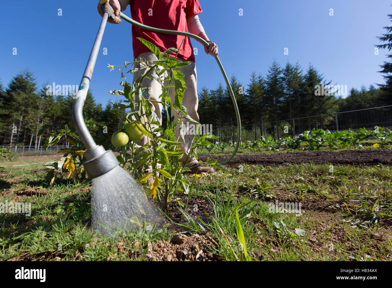 Tomato (Lycopersicon sp) plant being watered by inmate as part of ...
